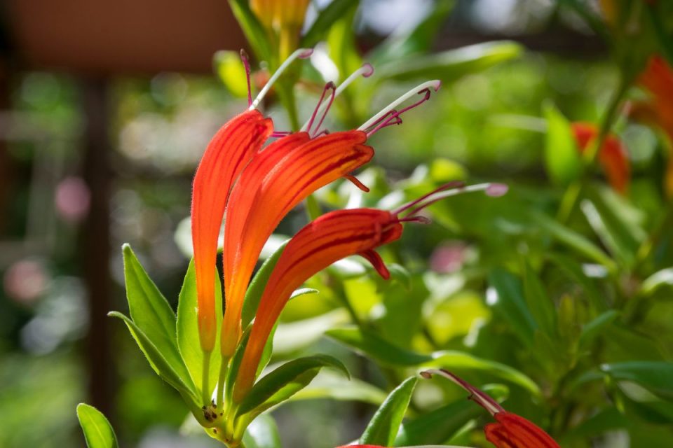 Everything You Need to Successfully Grow the Dancing Dolphin Plant