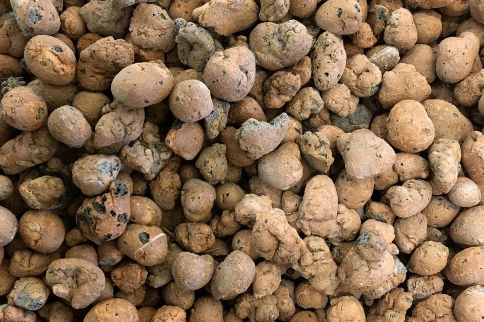 Why Every Plant Owner Needs Leca in Their Life (And How to Use It ...