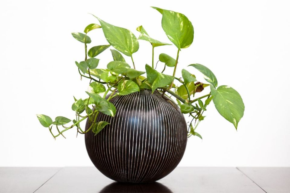 How to Maximize Pothos Growth With These Easy and Effective Methods ...