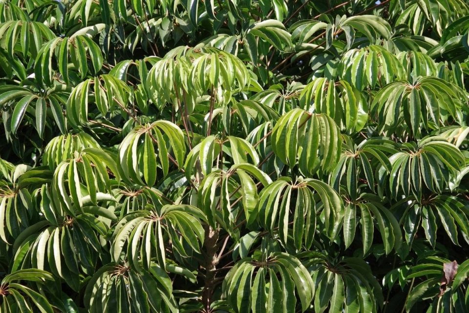 Indoor Trees Low Light: 9 Indoor Trees That Require Low Light - Plantisima