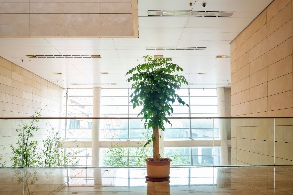 Indoor Trees Low Light: 9 Indoor Trees That Require Low Light - Plantisima