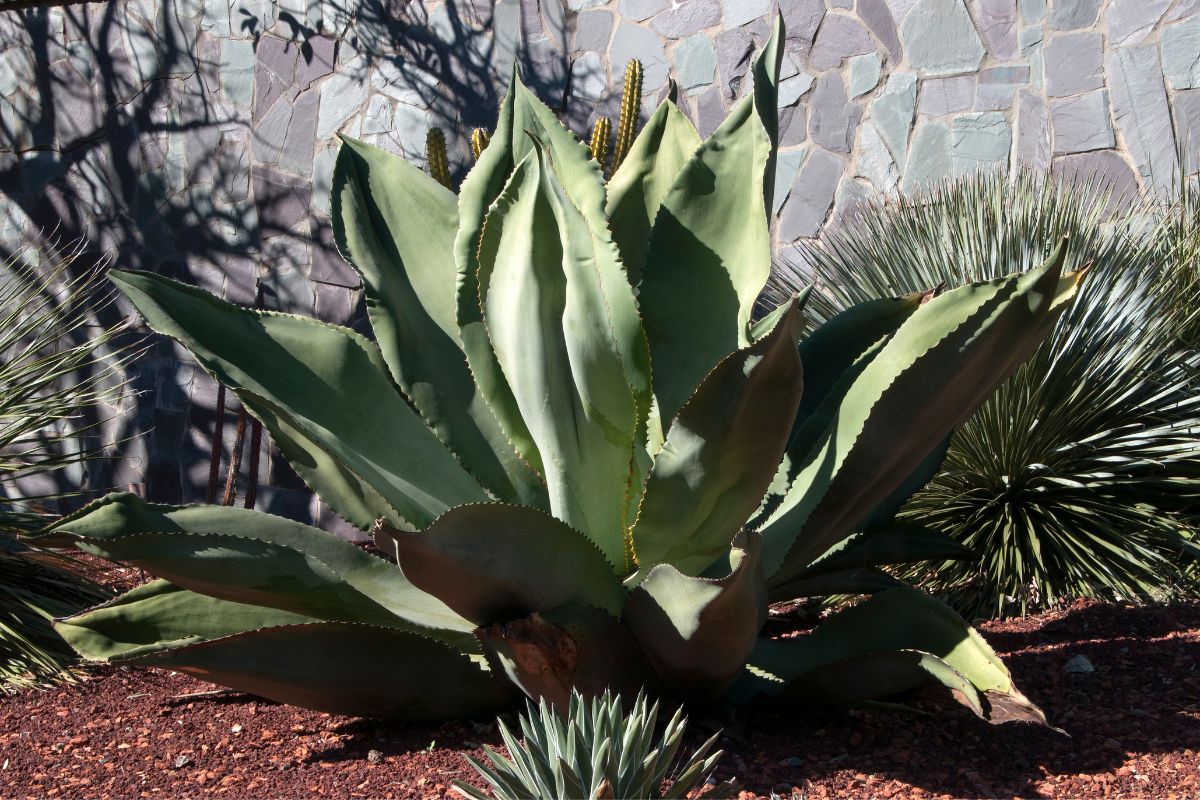 Large Succulent Plants: The Best 9 For Your Home - Plantisima