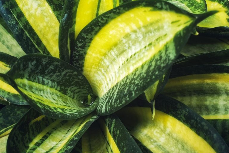 Fascinating Rare Snake Plant Varieties Pictures