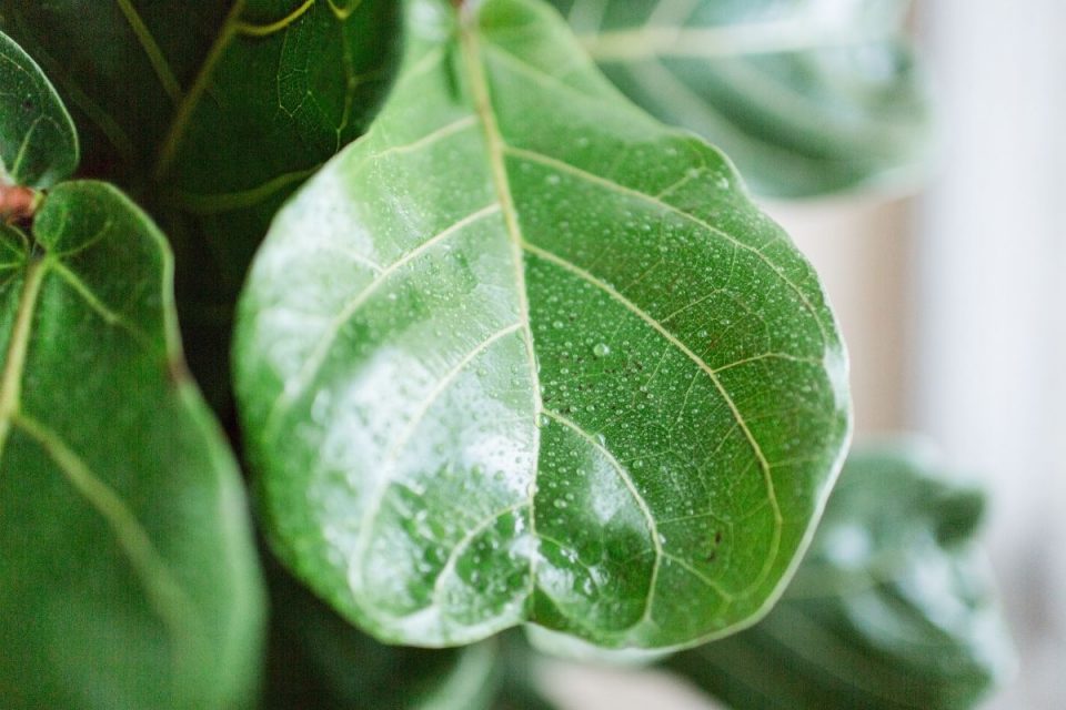 What Causes Fiddle Leaf Fig Leaves to Droop and How to Fix It