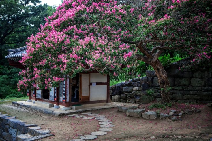 6 Dwarf Flowering Trees That Are Ideal for Small Gardens - Plantisima