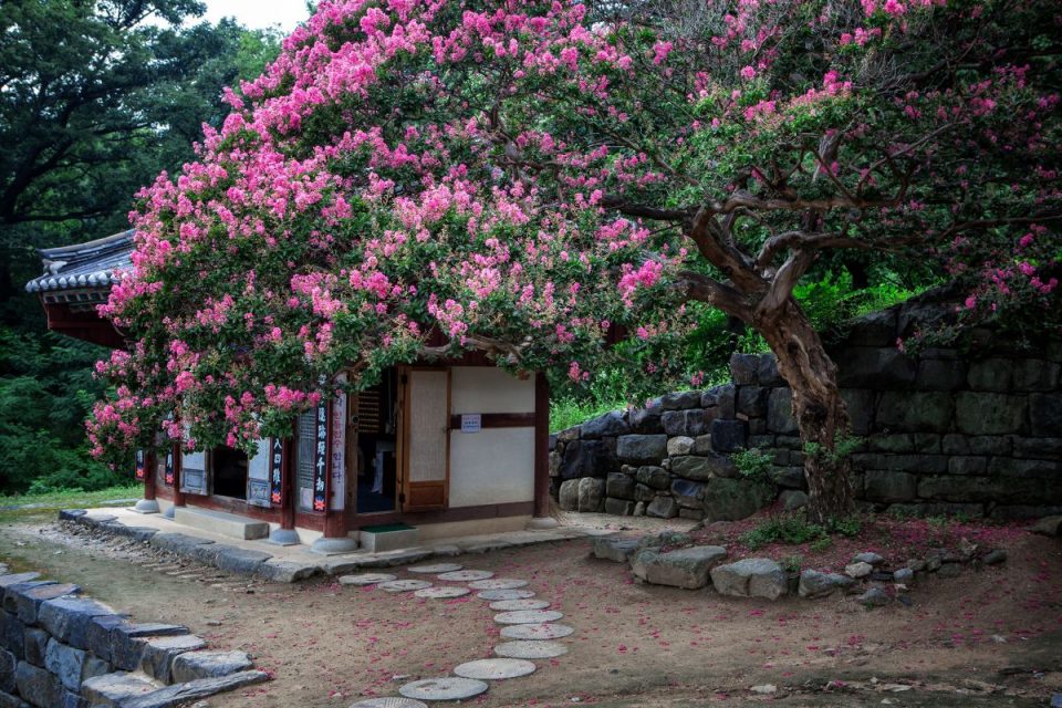 6 Dwarf Flowering Trees That Are Ideal for Small Gardens - Plantisima