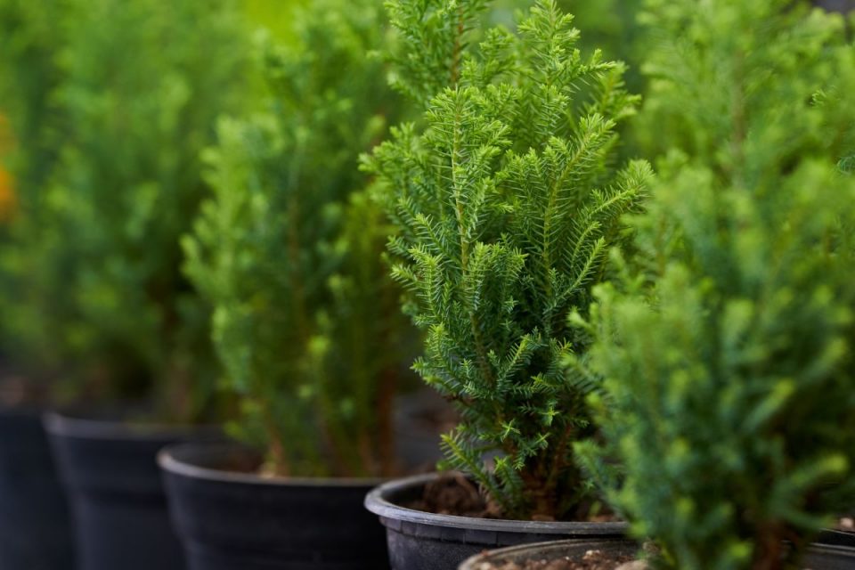 9 Expensive Houseplants to Elevate Your Home Decor
