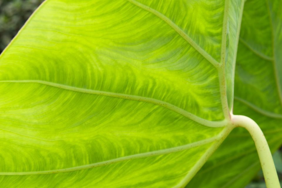 Neon Philodendron: Care Guide And Its Features - Plantisima