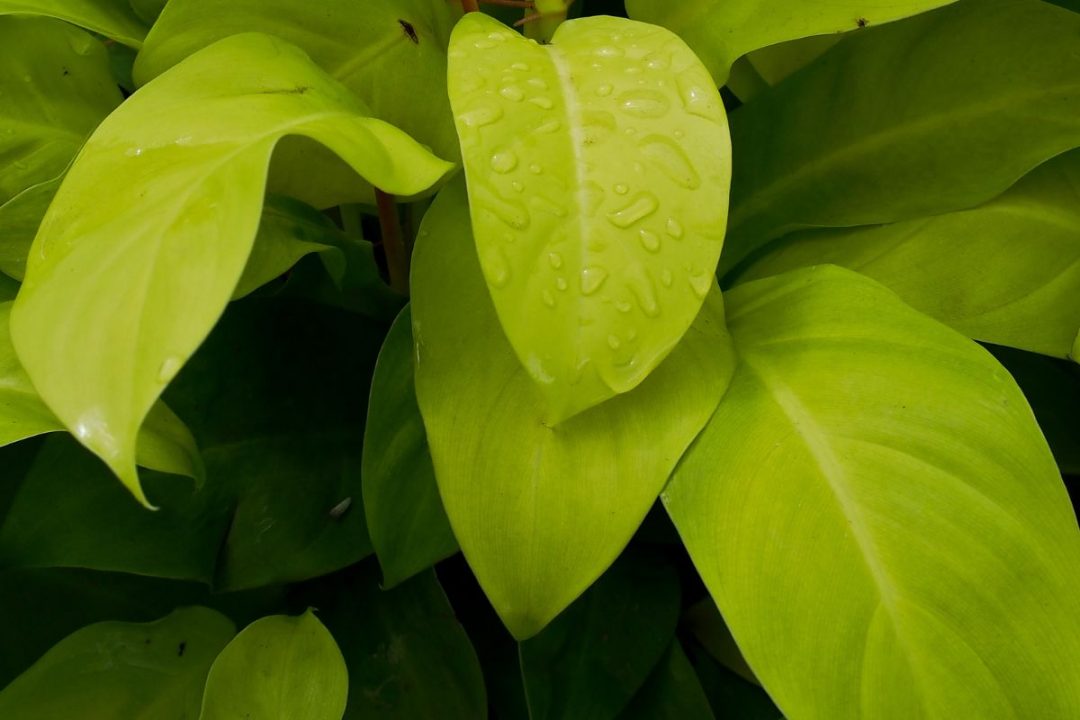 Why Everyone’s Talking About the Neon Philodendron (And How to Care for It)