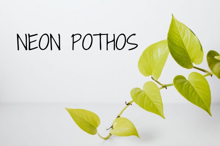 Why Everyone’s Talking About the Neon Philodendron (And How to Care for It)