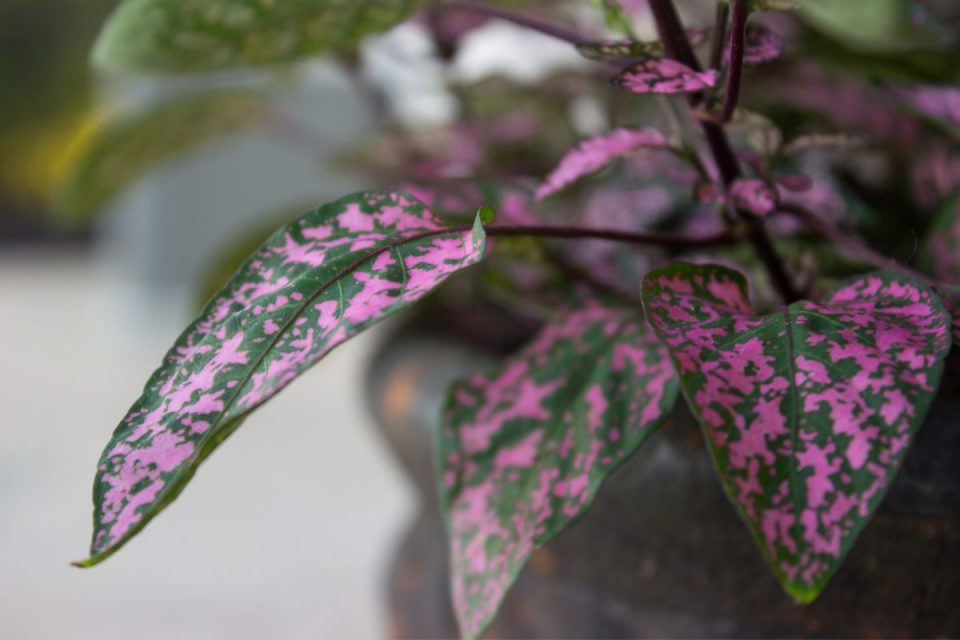 Colorful Houseplants: 13 Colorful Plants For Your Home - Plantisima