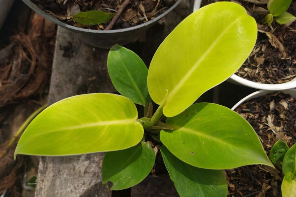 Why Everyone’s Talking About the Neon Philodendron (And How to Care for It)