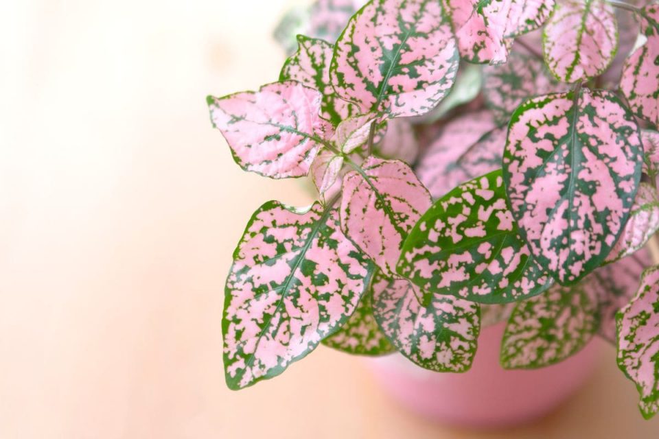 How To Propagate Polka Dot Plant Tips On How To Do It Plantisima