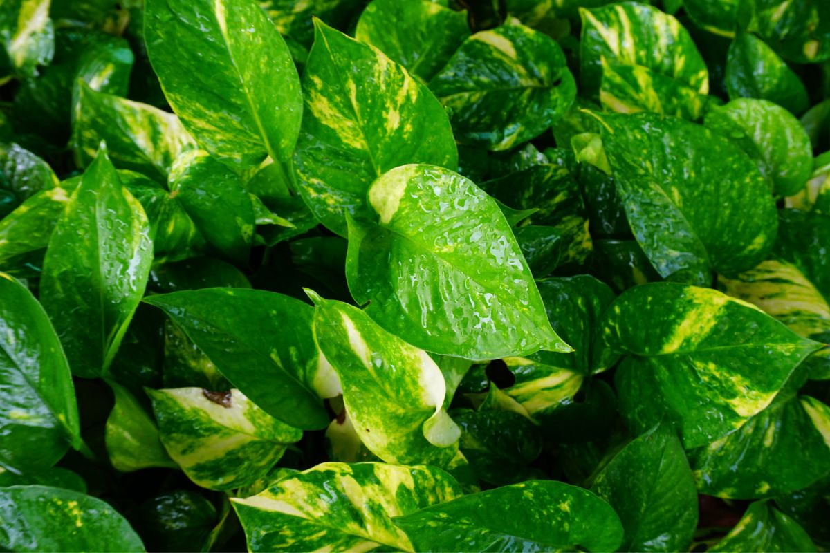 How To Make Pothos Grow Faster: The Best Tips And Tricks - Plantisima