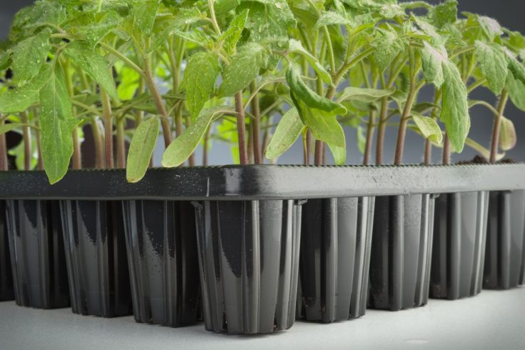 How Many Plants In Flat: Best Flowers For The Flat Flowers - Plantisima