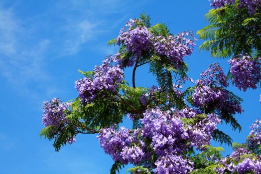 Growing and Caring for Jacaranda Bonsai Blue at Home - Plantisima