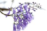 Growing and Caring for Jacaranda Bonsai Blue at Home - Plantisima