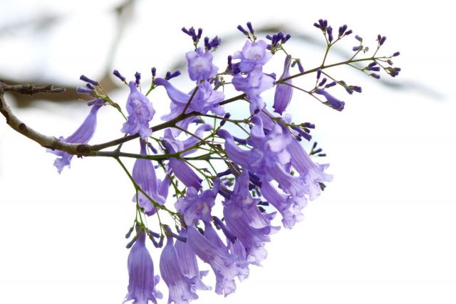 Growing and Caring for Jacaranda Bonsai Blue at Home - Plantisima