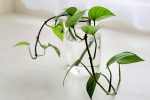 How to Maximize Pothos Growth With These Easy and Effective Methods ...
