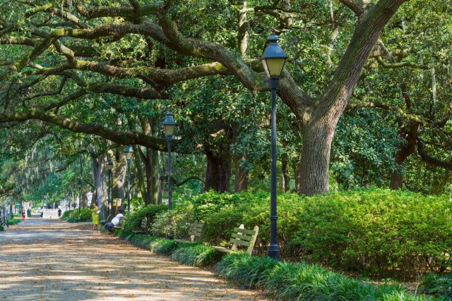 How to Properly Care for 7 Stunning Flowering Trees in Georgia