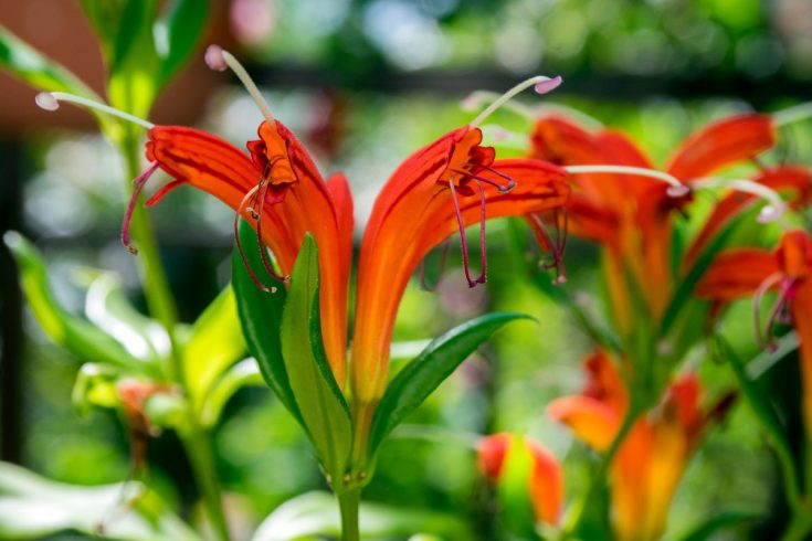 Everything You Need to Successfully Grow the Dancing Dolphin Plant