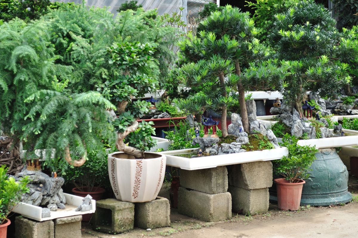 The Elegant Weeping Podocarpus How to Nurture Your Green Cloud - Plantisima