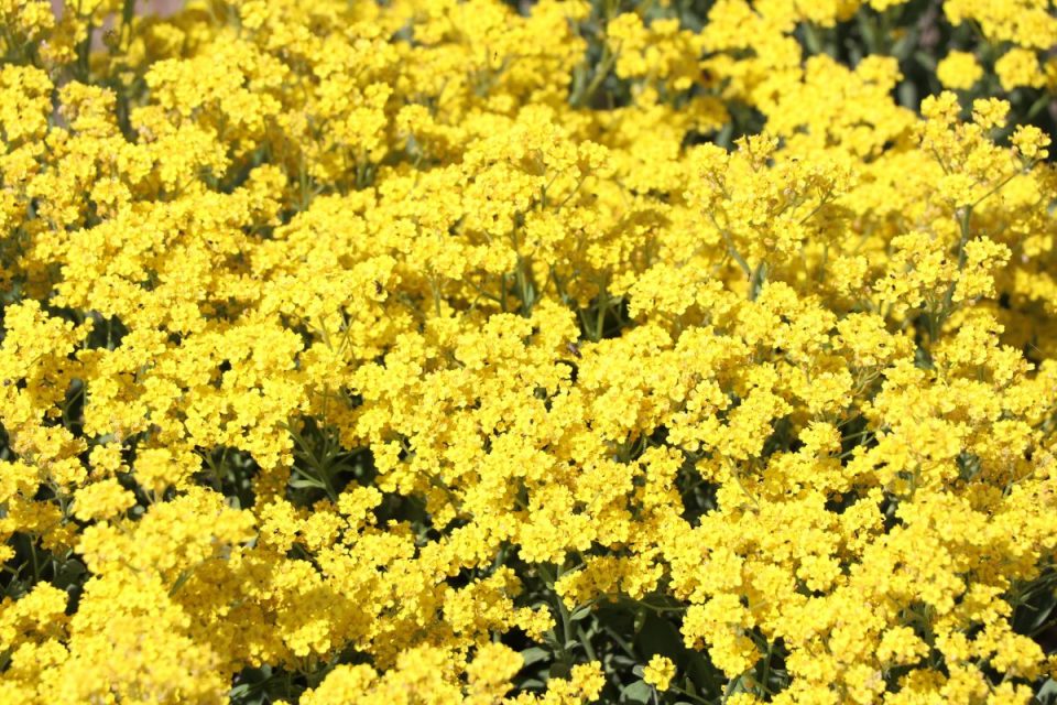 Yellow Flower Ground Covers 8 Beautiful Options to Consider - Plantisima
