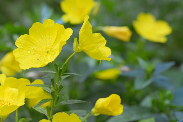 Yellow Flower Ground Covers 8 Beautiful Options to Consider - Plantisima