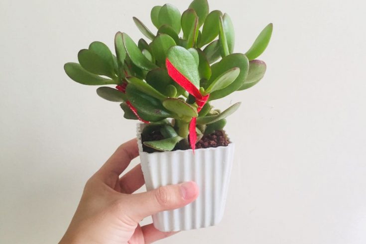 9 Popular Varieties of Jade Plants (Crassula)