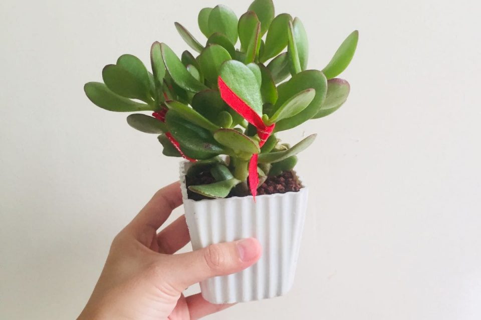 11 Stunning Plants with Red Stems for Your Garden - Plantisima