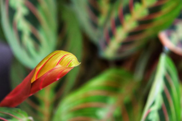 9 Prayer Plants to Grow at Home, from Classic to Rare - Plantisima