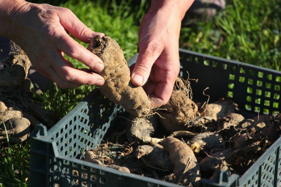 5 Signs That Your Dahlia Tubers Might Be Dead