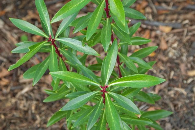 11 Stunning Plants with Red Stems for Your Garden - Plantisima