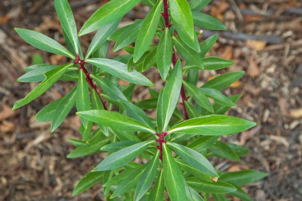 11 Stunning Plants with Red Stems for Your Garden - Plantisima