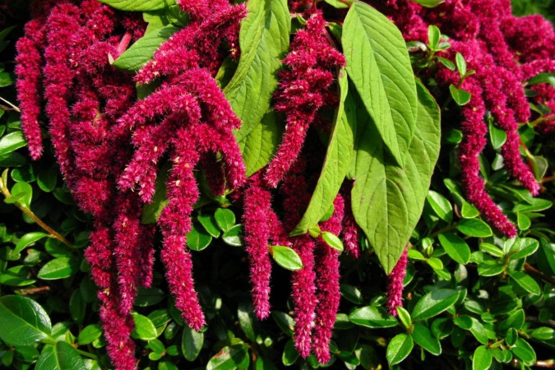 11 Stunning Plants with Red Stems for Your Garden - Plantisima