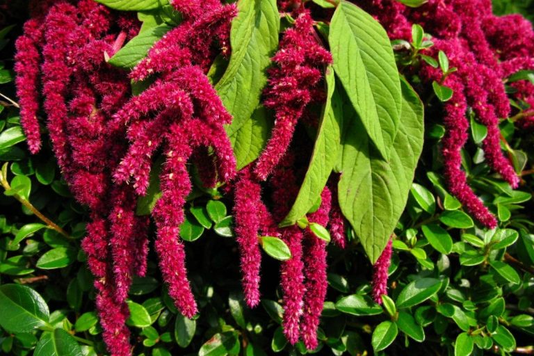 11 Stunning Plants with Red Stems for Your Garden - Plantisima