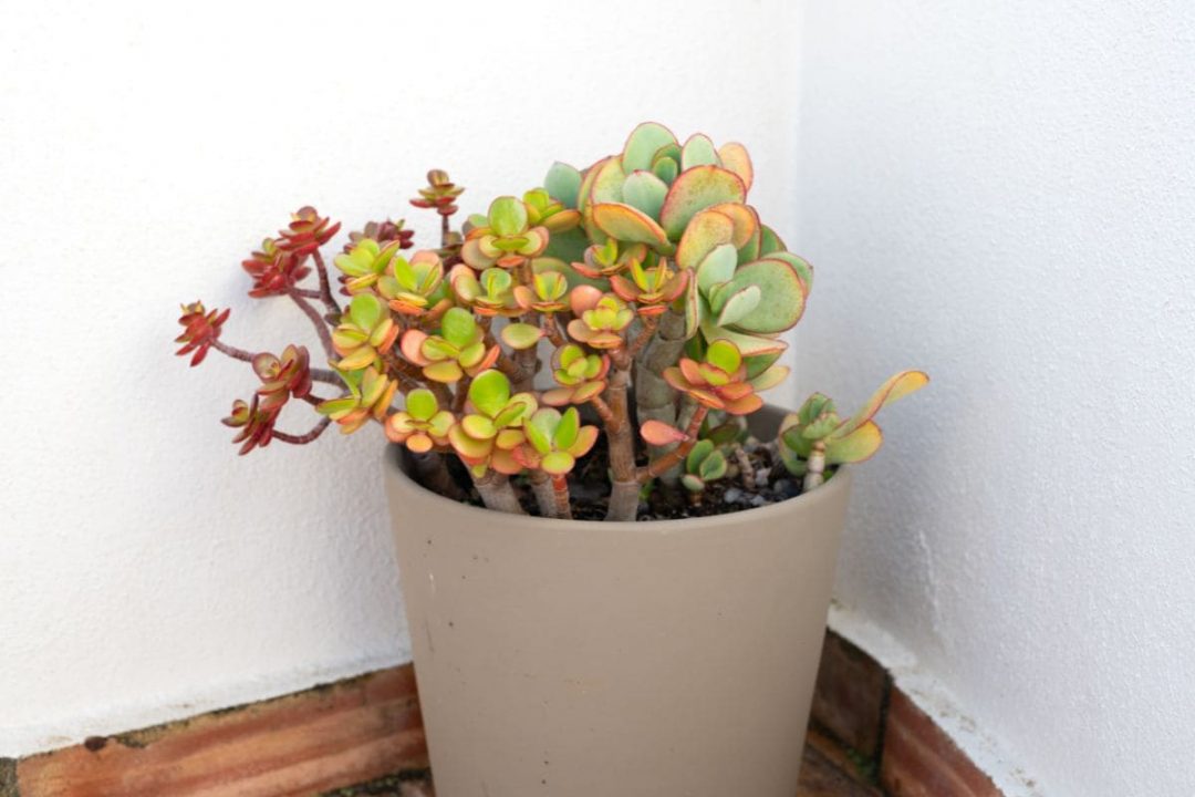 11 Stunning Plants with Red Stems for Your Garden - Plantisima