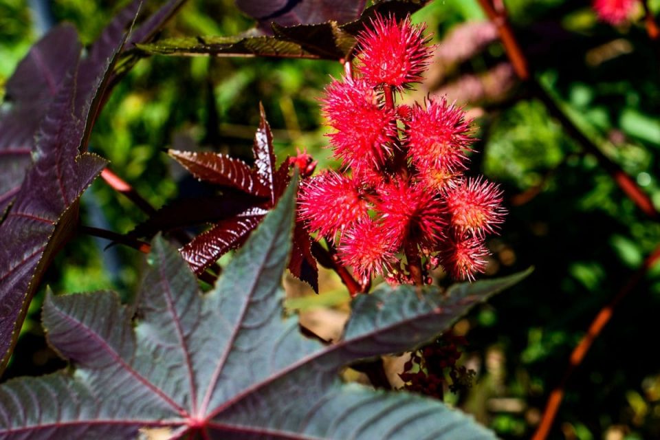 11 Stunning Plants with Red Stems for Your Garden - Plantisima