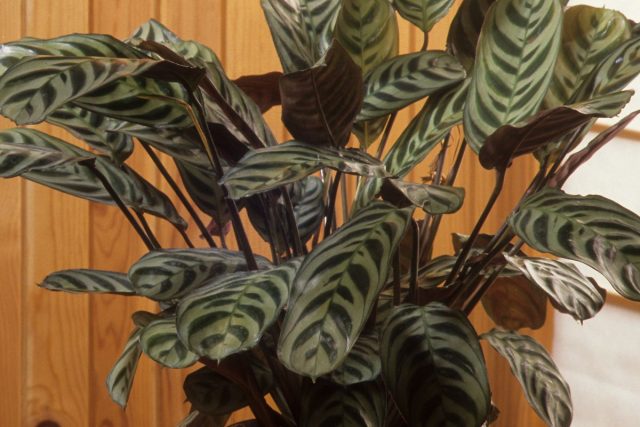 9 Prayer Plants to Grow at Home, from Classic to Rare - Plantisima