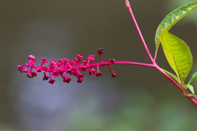11 Stunning Plants with Red Stems for Your Garden - Plantisima