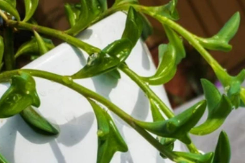 How to Grow and Propagate String of Dolphins Like a Pro - Plantisima