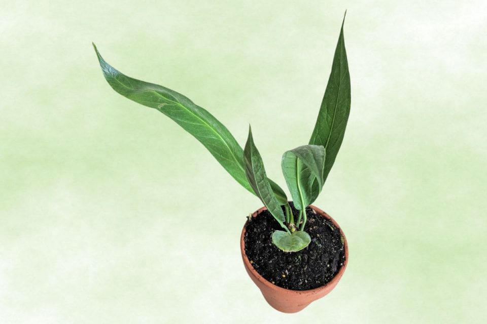 Anthurium Pendulifolium A One-of-a-Kind Tropical Plant for Your Home ...
