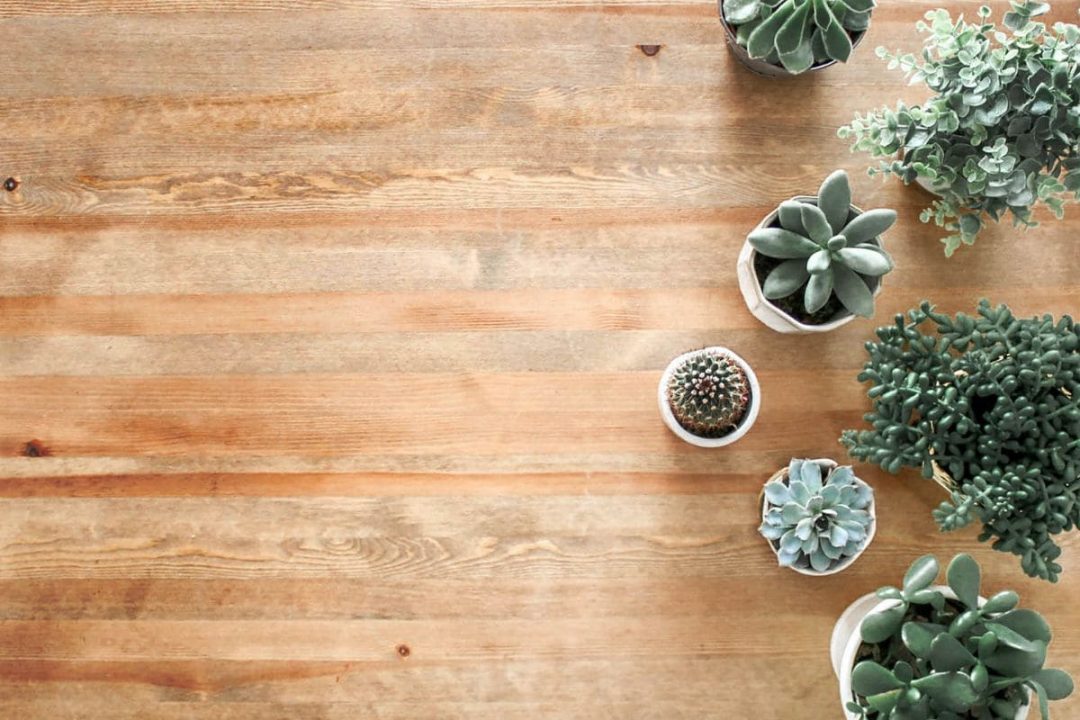 Top 85 Succulent Quotes And Sayings For Proud Succulent Owners - Plantisima
