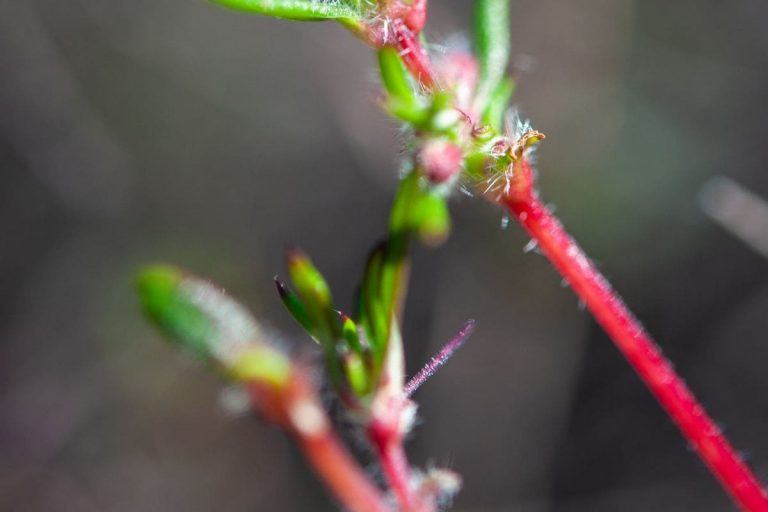 11 Stunning Plants with Red Stems for Your Garden - Plantisima
