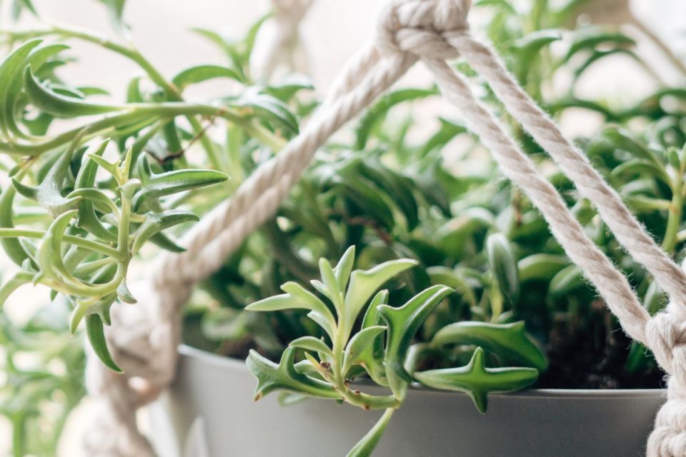 How to Grow and Propagate String of Dolphins Like a Pro - Plantisima