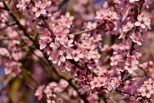 Sakura Flower Meaning: Cherry Blossom Symbolism In Japanese Culture ...