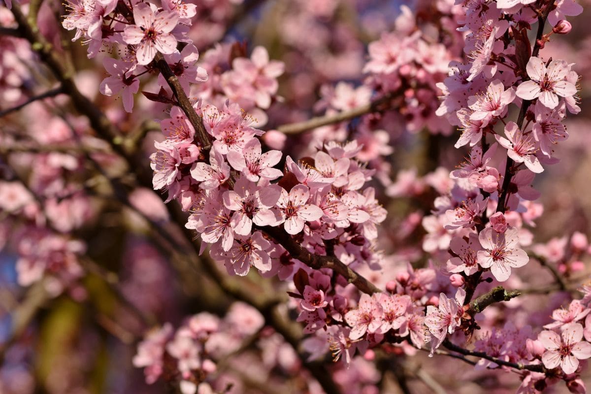 Sakura Flower Meaning: Cherry Blossom Symbolism In Japanese Culture ...