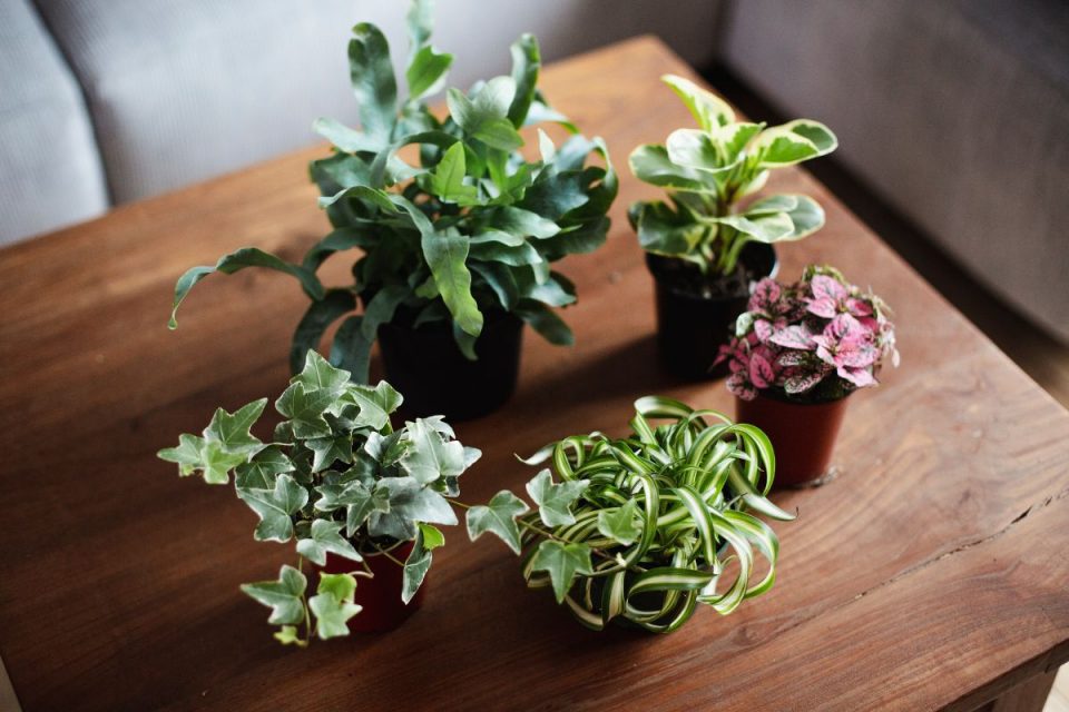 13 Colorful Houseplants For Your Home