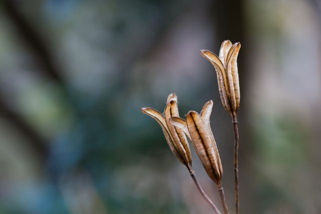 What To Do When Lilies Have Finished Flowering? - Plantisima