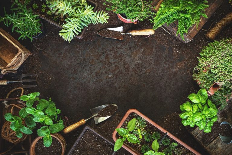 61 Quotes to Inspire Your Gardening Journey - Plantisima